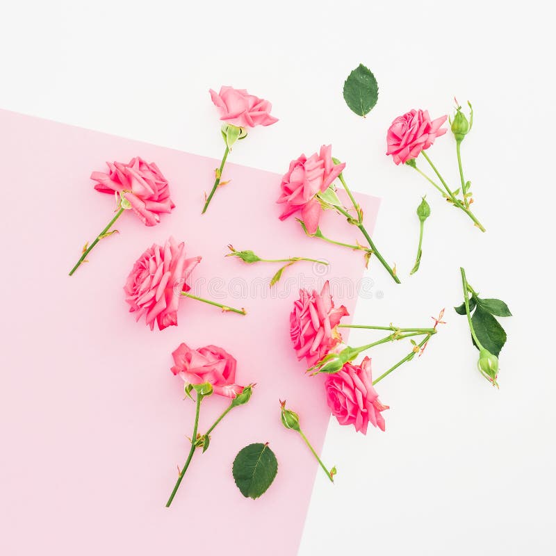 Pink and White Background with Roses Flowers. Flat Lay. Top View Stock ...
