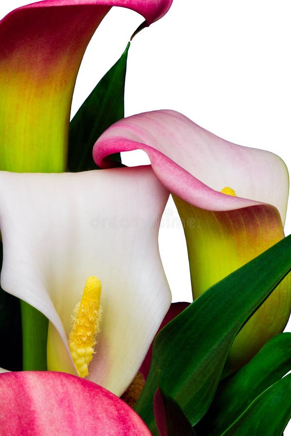 242 Alcatraz Flower Stock Photos - Free & Royalty-Free Stock Photos ...