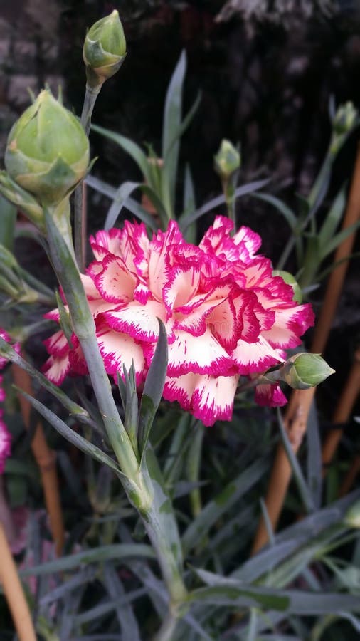 Pink and white Carnation stock photo. Image of plant - 106850170