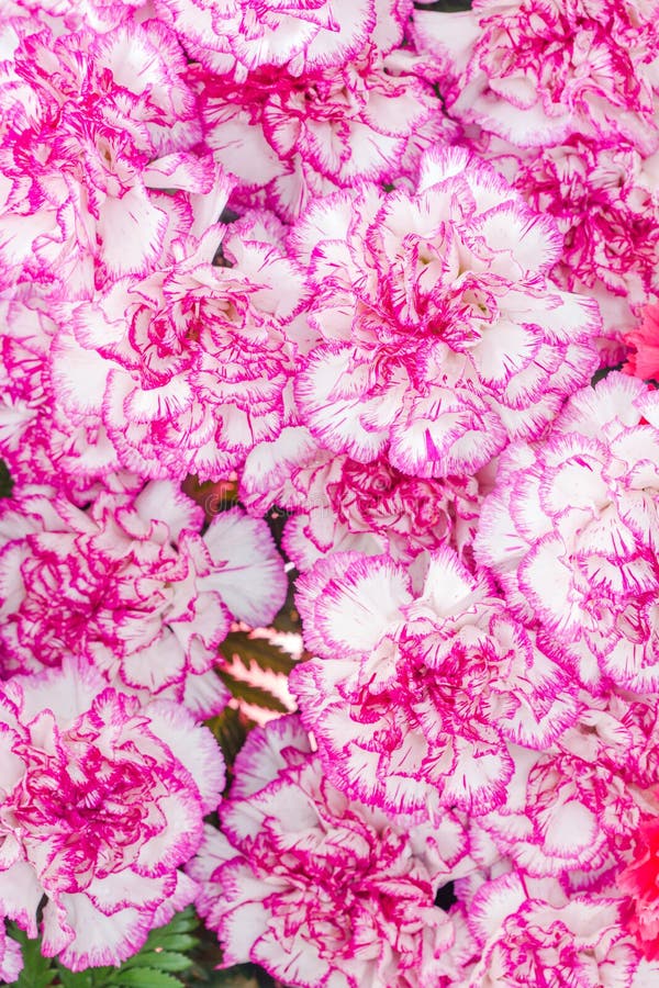 Pink and White Carnation Flower Bouquet Stock Image - Image of romantic ...