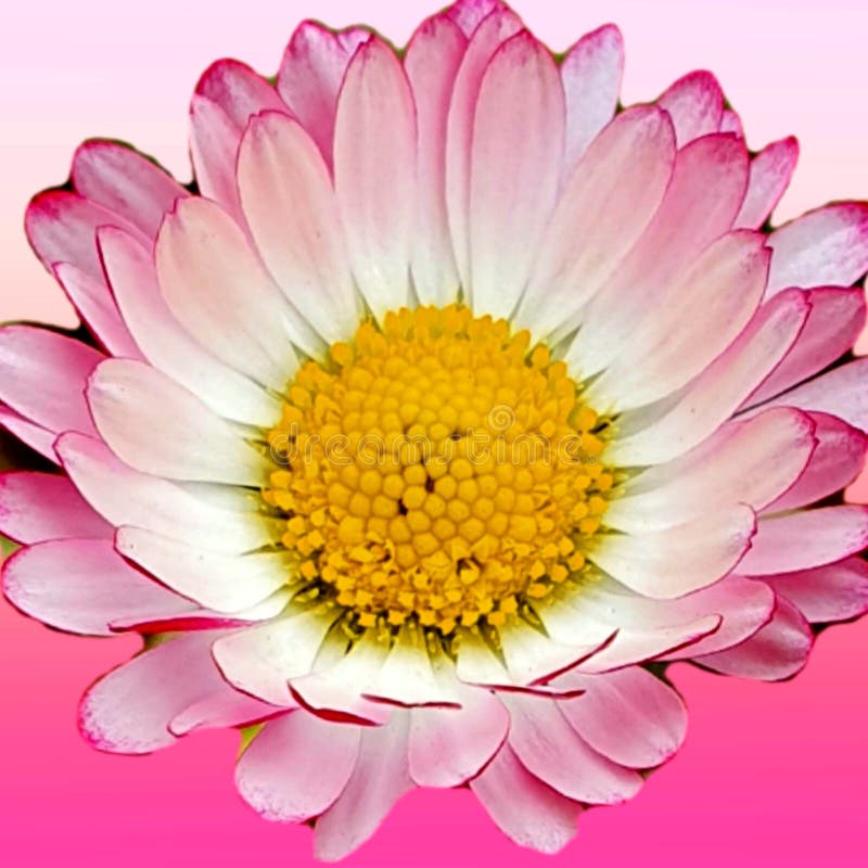 474 Gradient Daisy Stock Photos - Free & Royalty-Free Stock Photos from ...