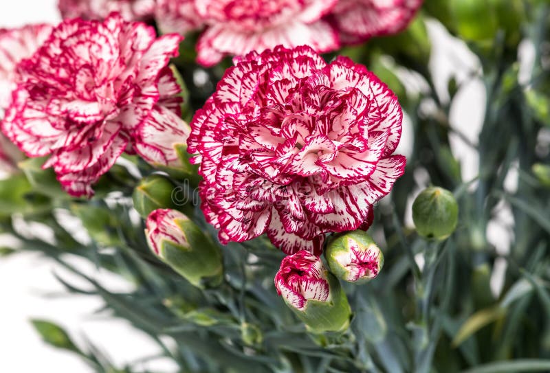 Pink and White Dianthus Caryophyllus Flowers Stock Photo - Image of ...
