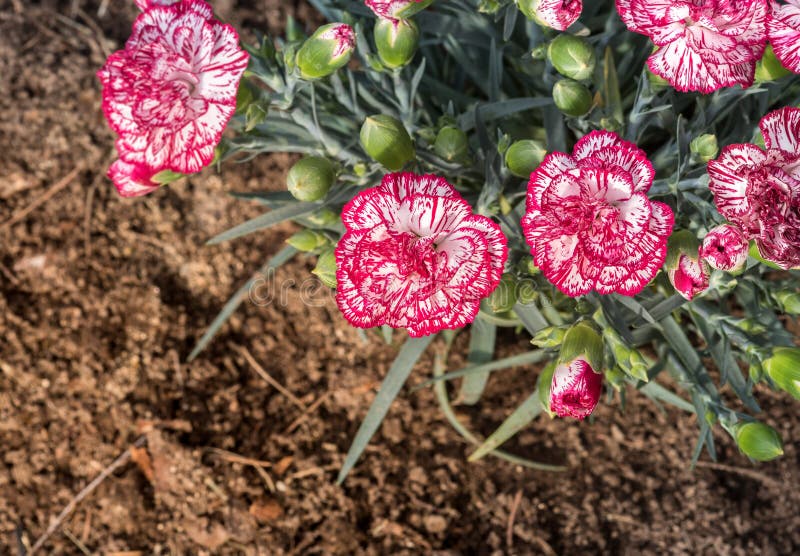 Pink and White Dianthus Caryophyllus Flowers Bouquet Stock Photo ...
