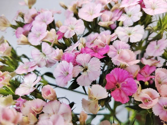 Pink and White Dianthus Flower Stock Photo - Image of wildflower ...