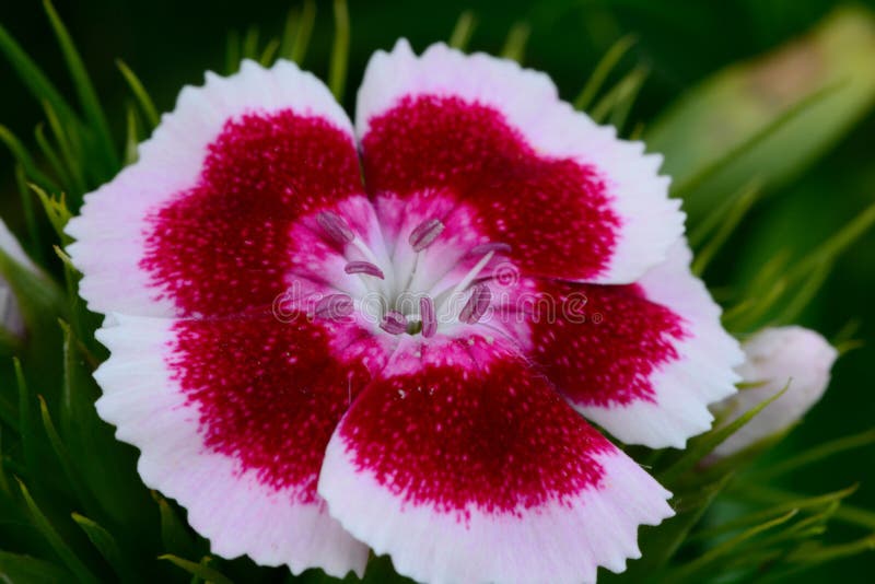 Pink and White Dianthus Flower Stock Photo - Image of flower, summer ...