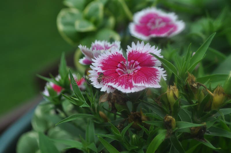 Pink and White Dianthus Flower with a Bee Stock Image - Image of ...