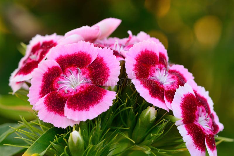 Pink and White Dianthus Flowers Stock Photo - Image of botanic ...