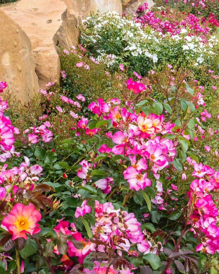 Dwarf Roses. Beautiful Pink Miniature Rose or Fairy Rose Stock Photo ...