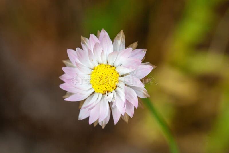 Pink and White Everlasting, Rhodanthe Chlorocephala Stock Image - Image ...