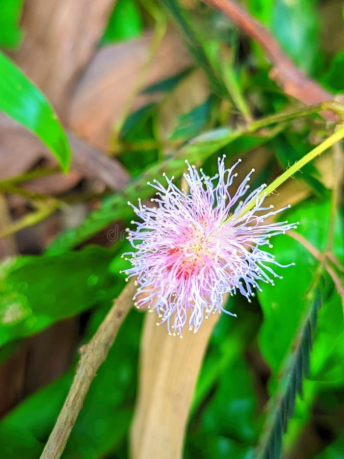 A Pink and White Flower is in Front of Some Leaves. Stock Image - Image ...