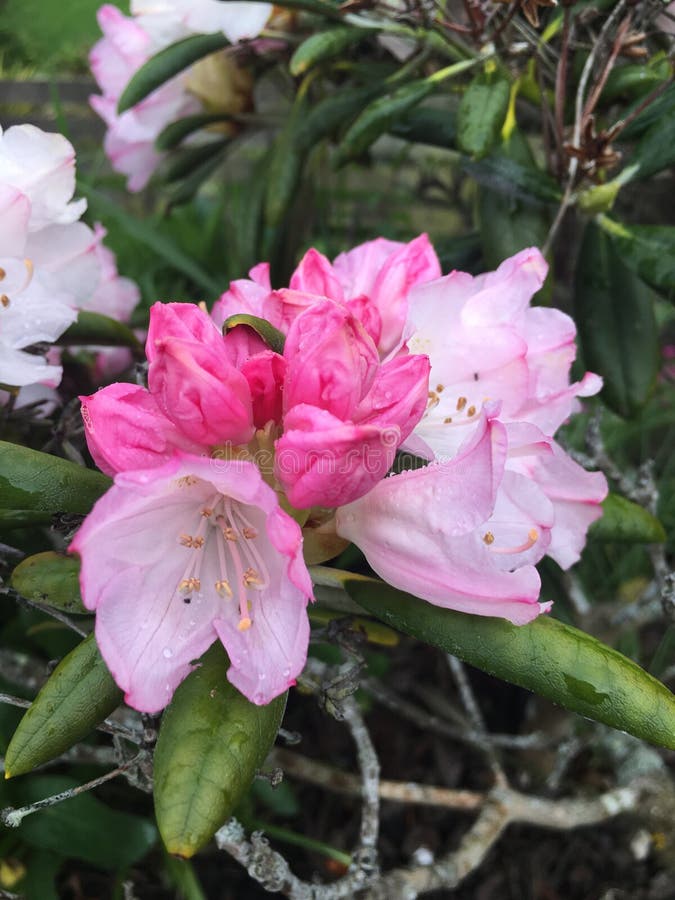 Pink white flower stock photo. Image of background, lush - 79476152