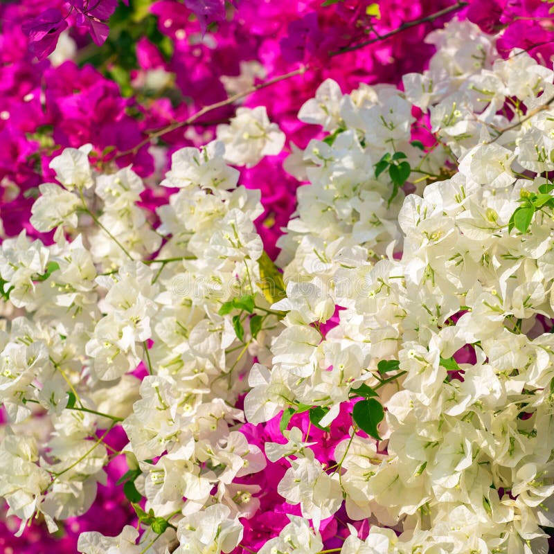 Pink and white flowers stock photo. Image of bush, beauty - 38399994