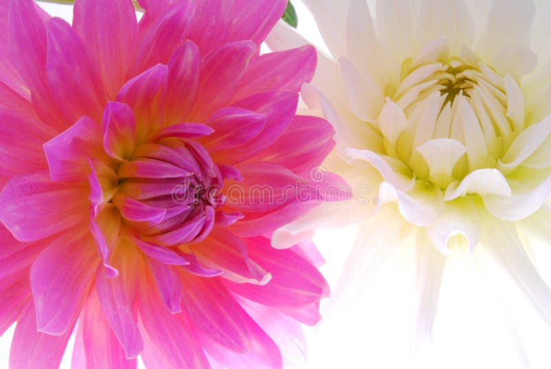 Pink and white flowers stock image. Image of natural, floral - 6009089