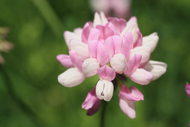 Pink and White Flowers in a Checkered Formation. Stock Photo - Image of ...