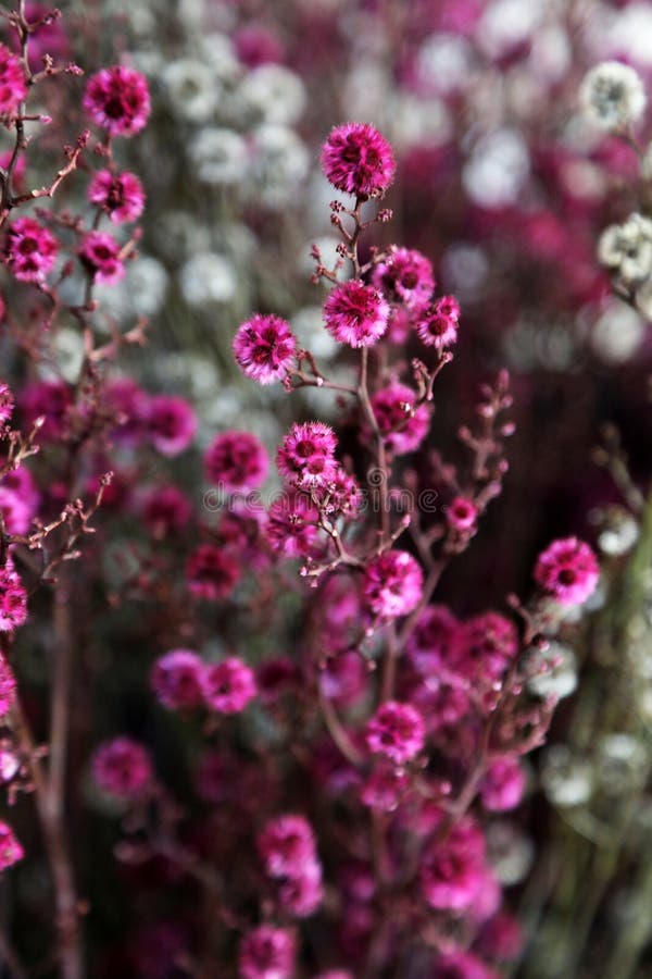 Pink and white flowers stock photo. Image of native - 203054990
