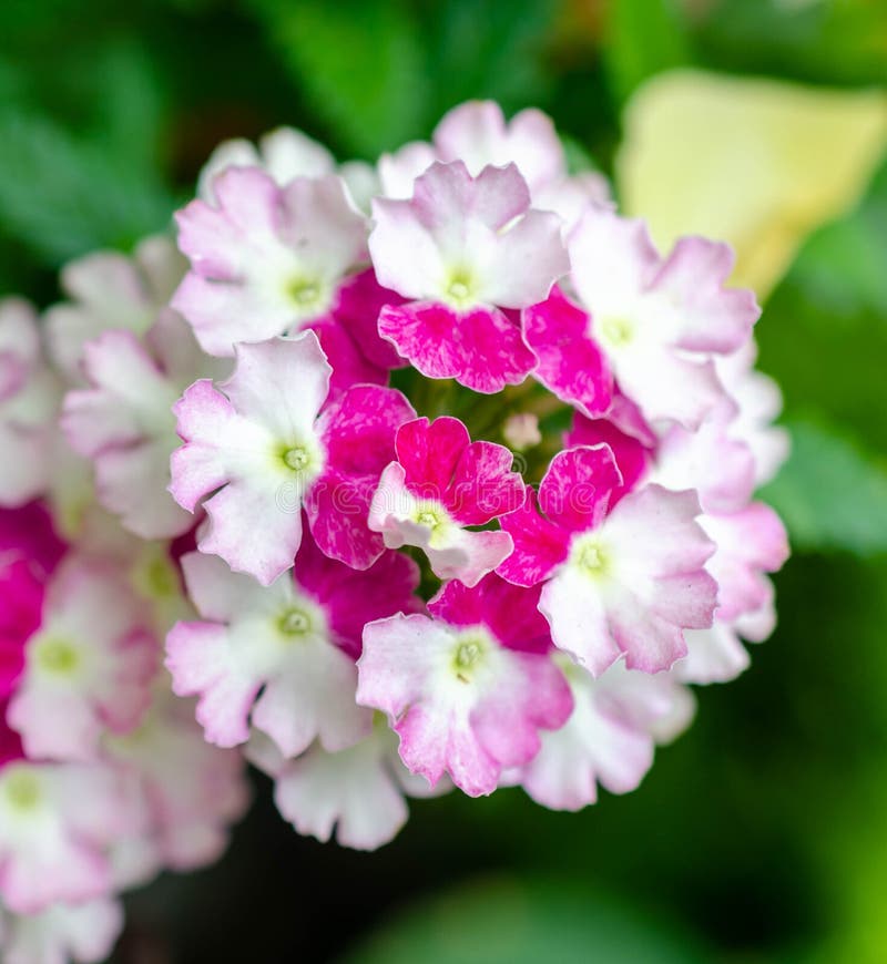 Beautiful Pink Flowers in the Spring Garden Stock Photo - Image of ...