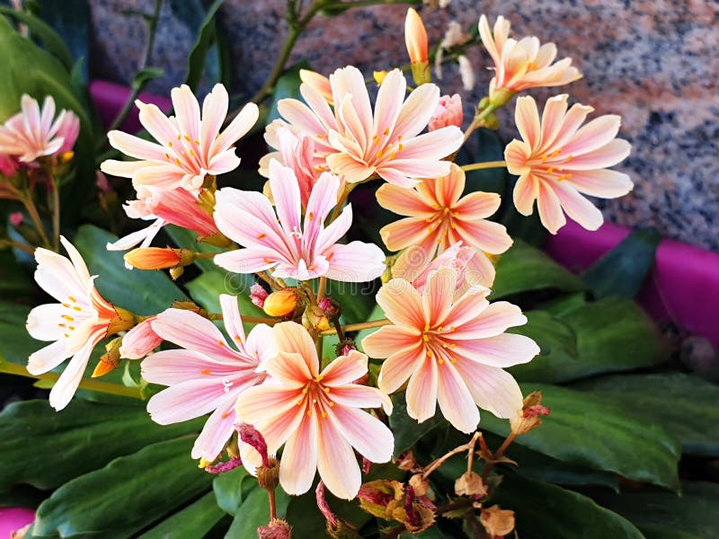 Pink, White Flowers of Lewisia Stock Image - Image of colorful, paver ...