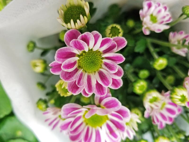 Pink and White Garden Mums -02 Stock Image - Image of colors, sepals ...