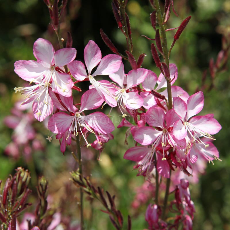 Pink and White Gaura Flowers Stock Image - Image of garden, vegetable ...