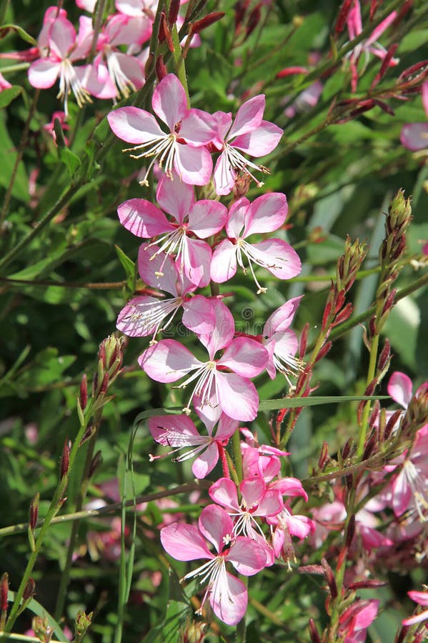 621 Gaura Flowers Stock Photos - Free & Royalty-Free Stock Photos from ...