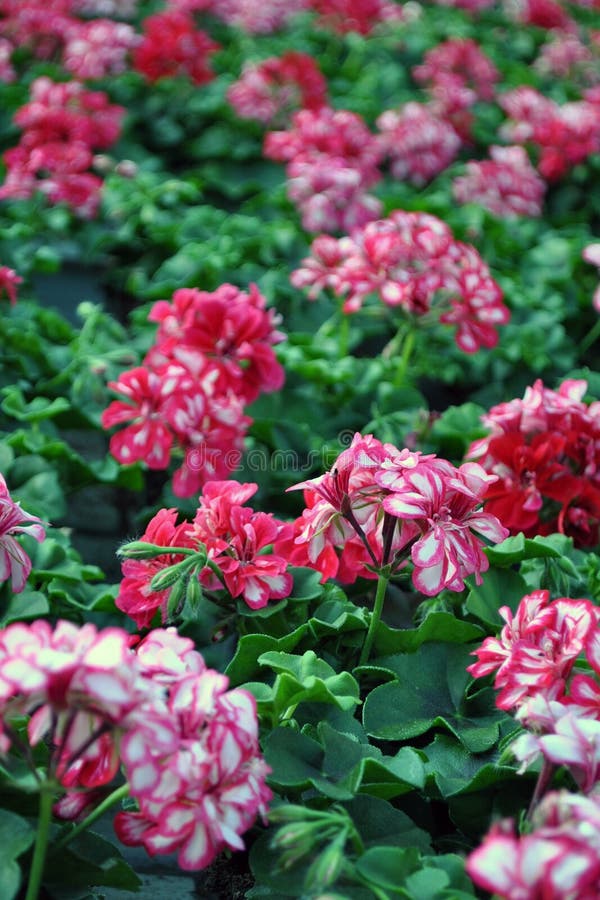 Pink - white Geranium stock photo. Image of geraniums - 23017234