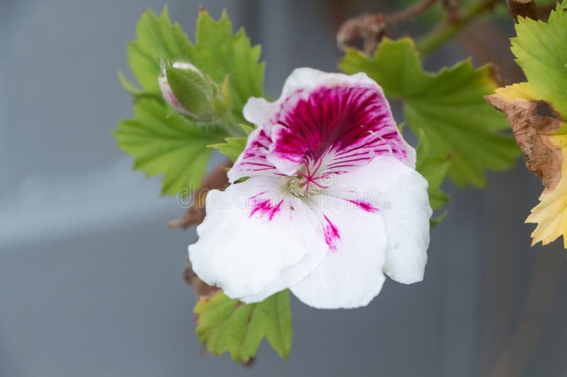 Pink and White Geranium Flower Stock Image - Image of spring, pistil ...