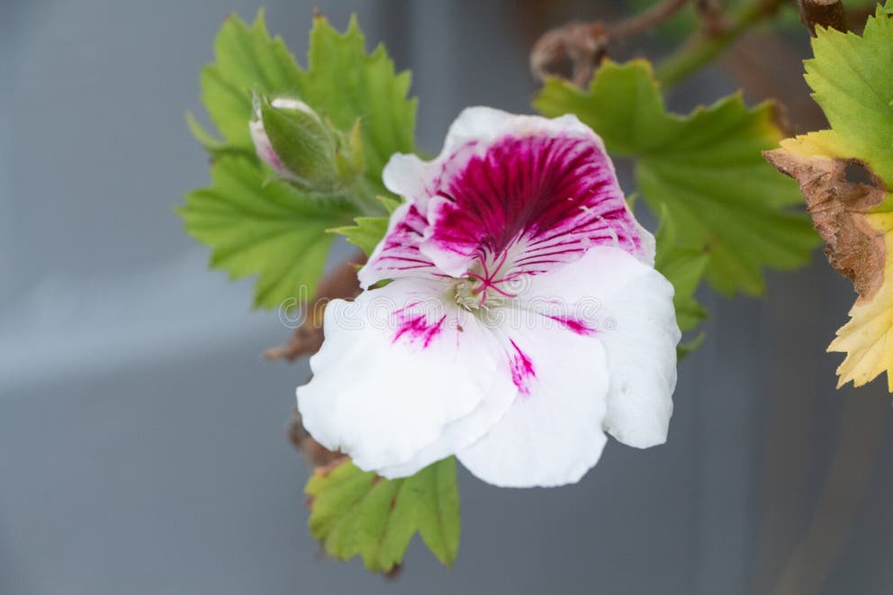 Pink and White Geranium Flower Stock Image - Image of spring, pistil ...