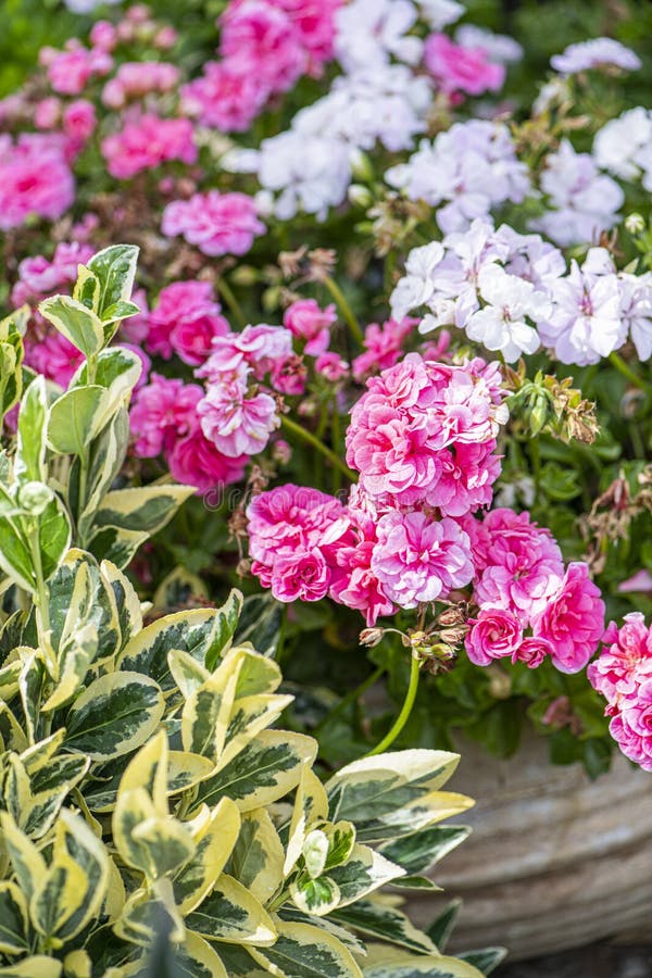 Pink and White Geranium Flowers in a Garden Stock Image - Image of ...