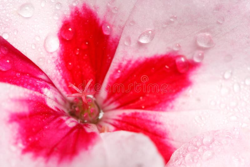 Pistil Offset Stock Photos - Free & Royalty-Free Stock Photos from ...