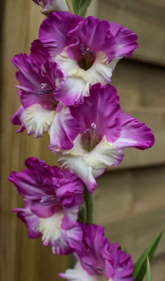 Pink Gladiola Blossom stock image. Image of pinkgladiolas - 97971669