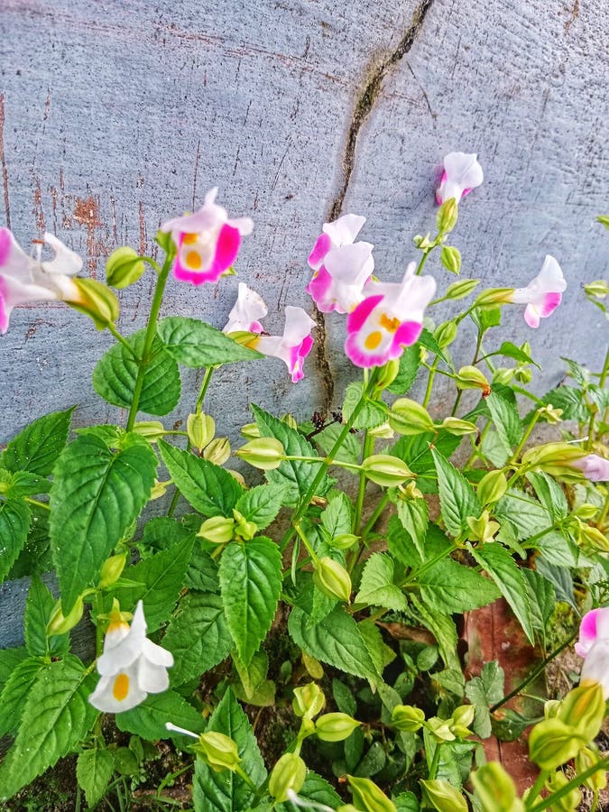 Pink and White Gradient Flowers that Look Beautiful Stock Image - Image ...