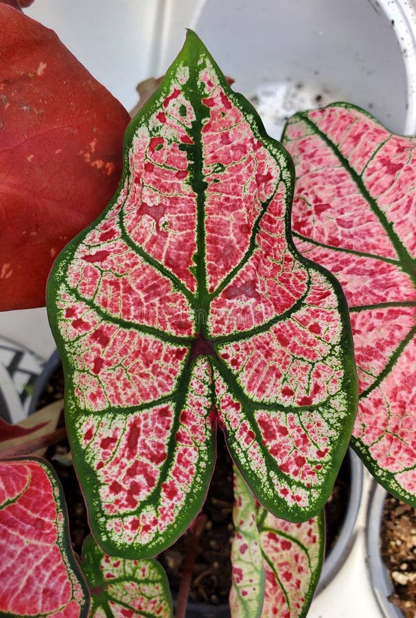 Caladium Splash Stock Photos - Free & Royalty-Free Stock Photos from ...