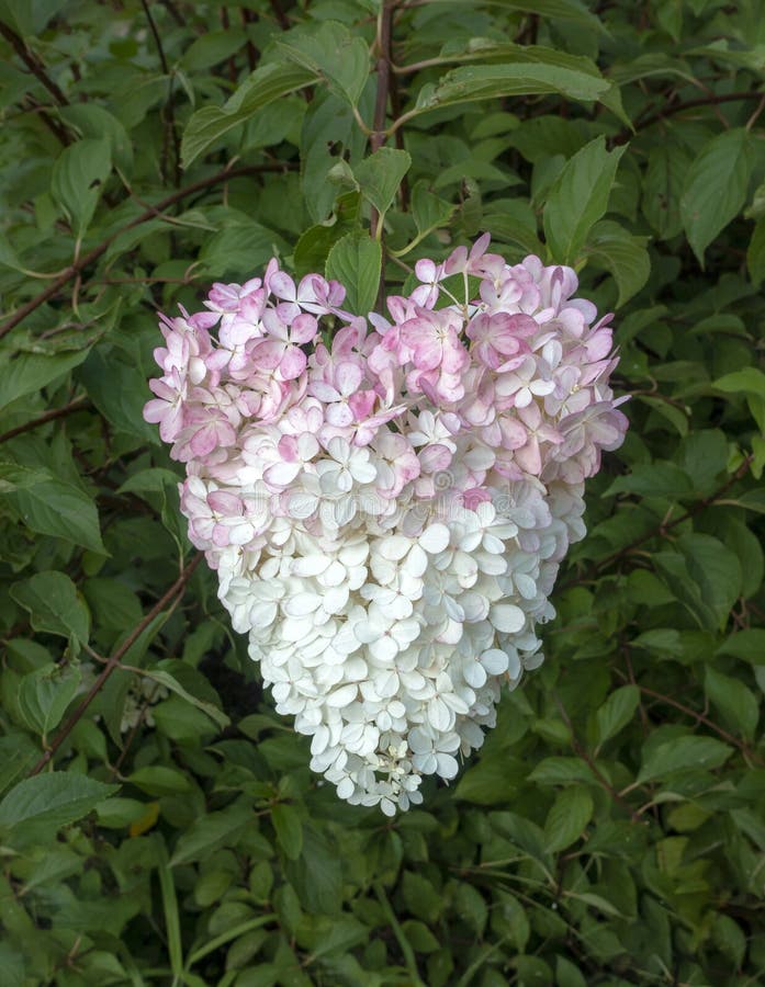 Pink and White Heart Shaped Hydrangea Stock Image - Image of shape ...