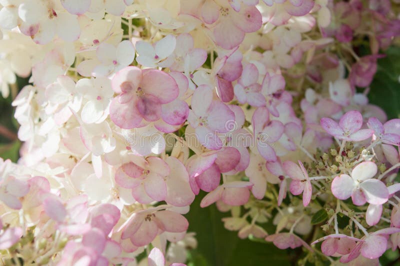 Pink and White Hydrangea Blooming in Summer Stock Photo - Image of ...