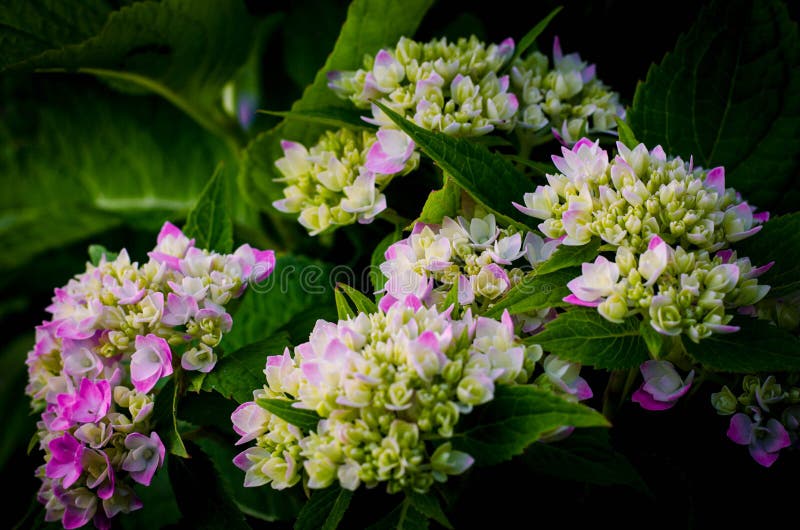 Pink and White Hydrangea Plant. Stock Photo - Image of striking, middle ...
