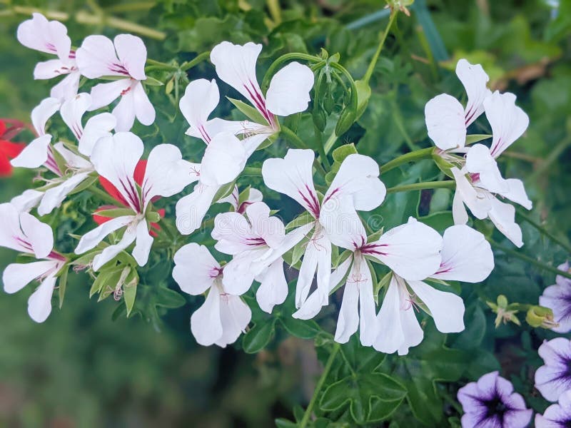 Pink and White Ivy Geraniums in Flower Pot Stock Image - Image of pink ...