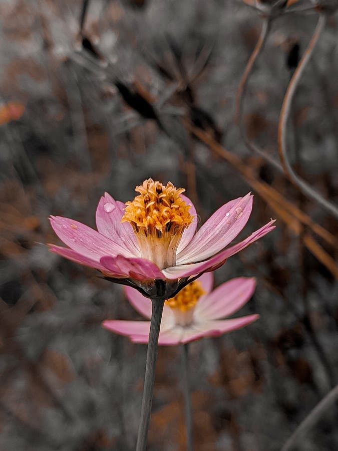 Pink and White Kenikir Flower of Java Island Stock Photo - Image of ...