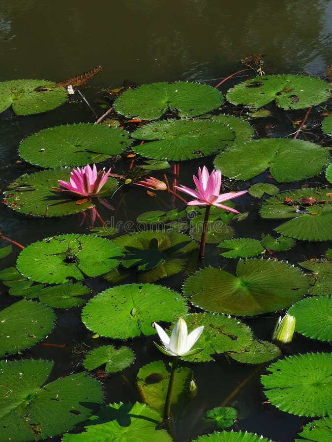 Pink and white Lotus stock image. Image of pink, leaves - 244528169