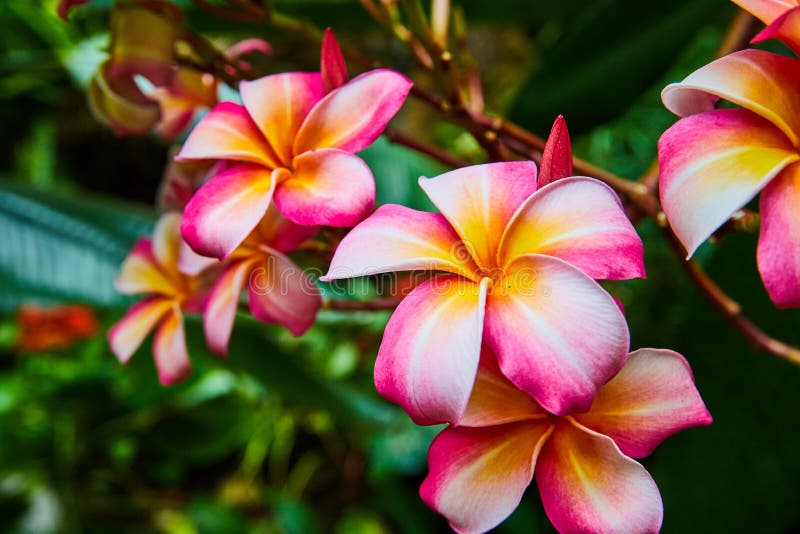 Pink, White, and Orange Rainforest Flowers in Detail Stock Image ...
