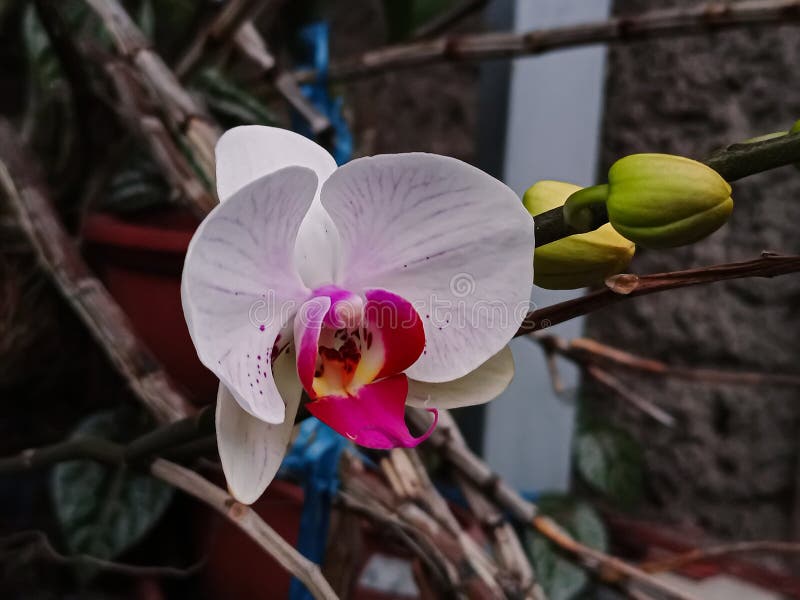 Pink and white orchids stock image. Image of beautiful - 293055355