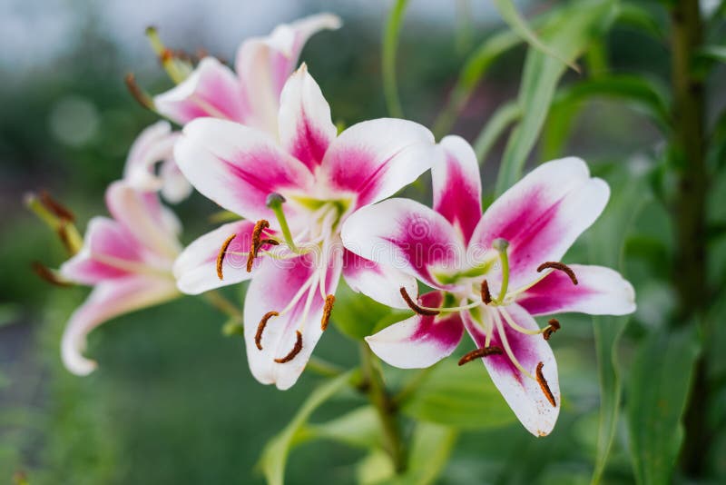 Pink and White Oriental Lily Flowers in Full Bloom Stock Photo - Image ...