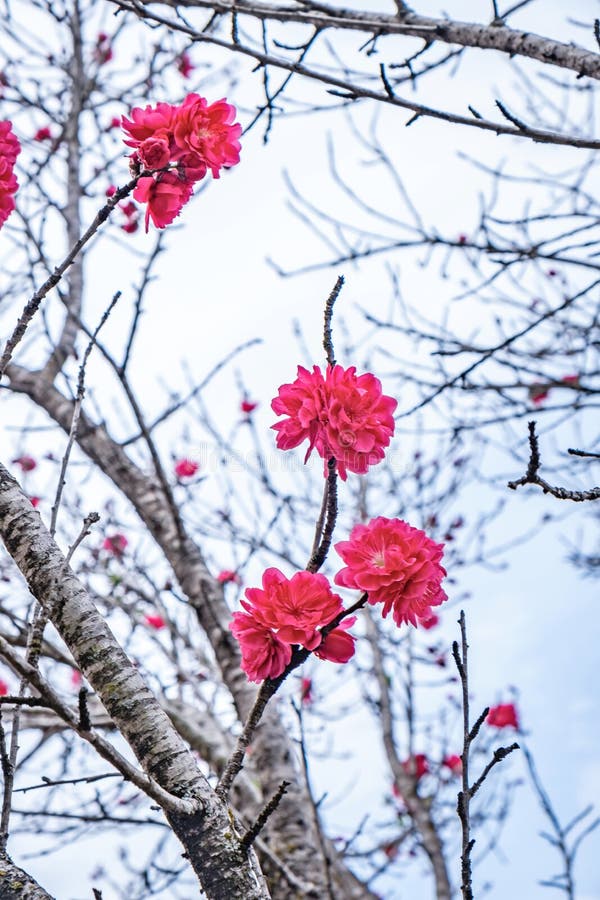 Peach blossoms stock photo. Image of growth, peach, park - 174998440
