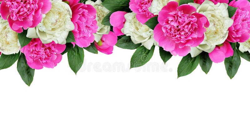 Pink and White Peonies Flowers Header Stock Photo - Image of edge ...