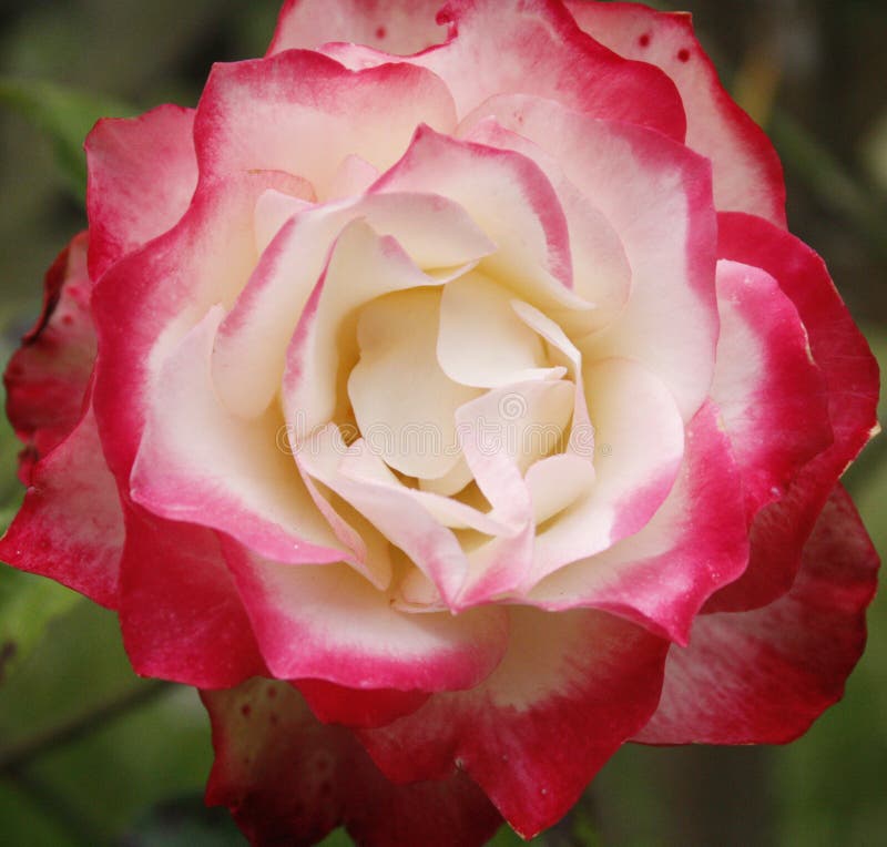 Pink and White Rose stock photo. Image of pink, isolated - 10009986