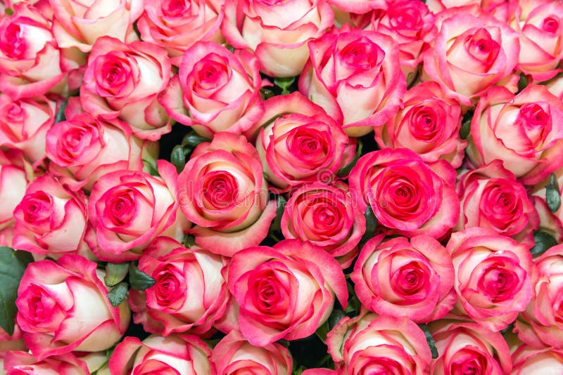 Pink and White Rose Background Stock Photo - Image of celebration ...