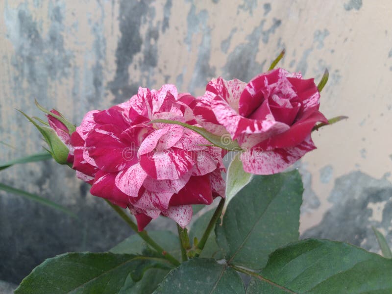 Pink and white Rose Flower stock image. Image of flower - 211893325