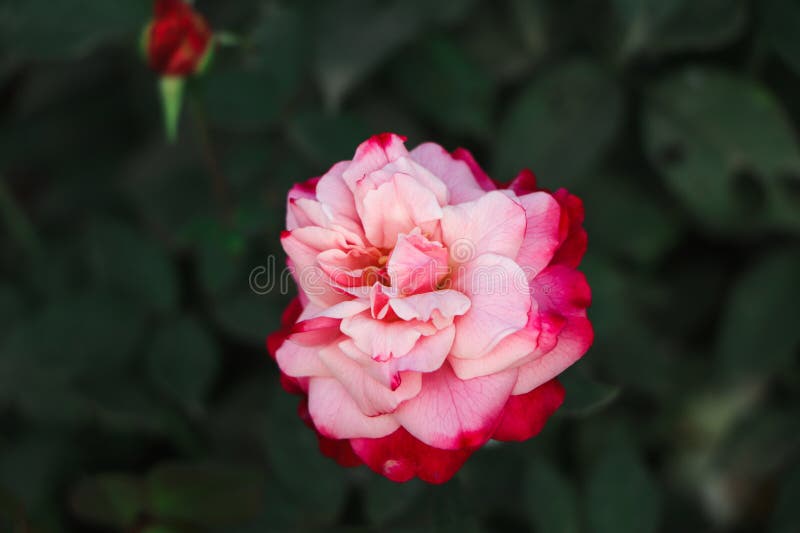 Pink & White Rose Flower with Copy Space Stock Photo - Image of flora ...