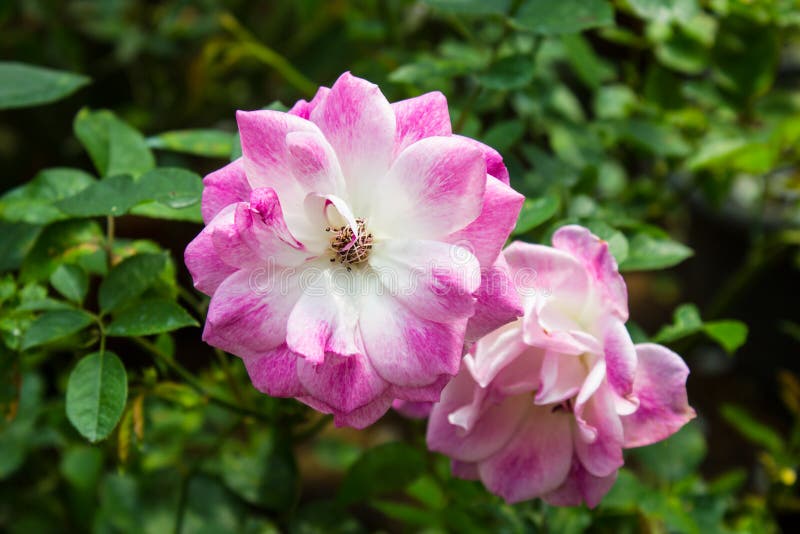 Pink and White Rose with Green Leaf Stock Image - Image of pink ...