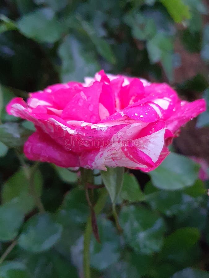 A Pink White Rose and Green Leaves Stock Image - Image of rose, floral ...