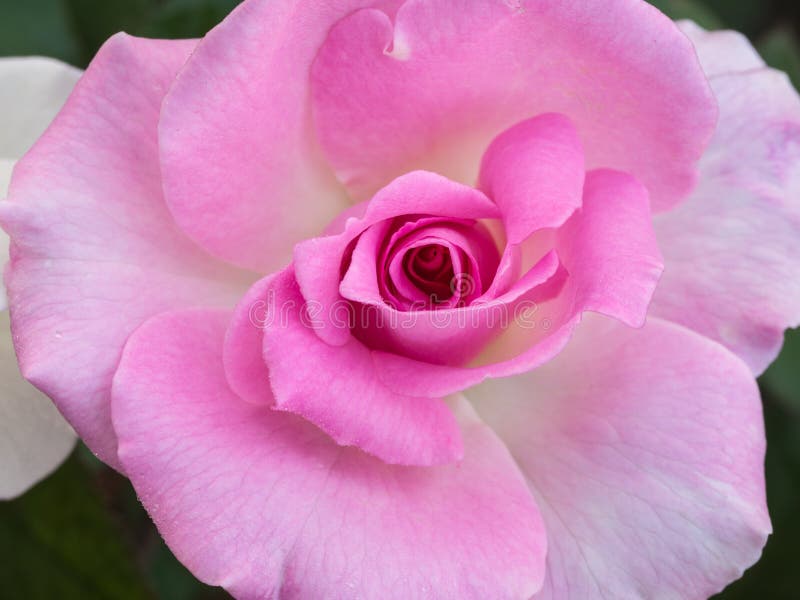 Pink White Rose on the Ground Stock Photo - Image of flower, love: 83269486